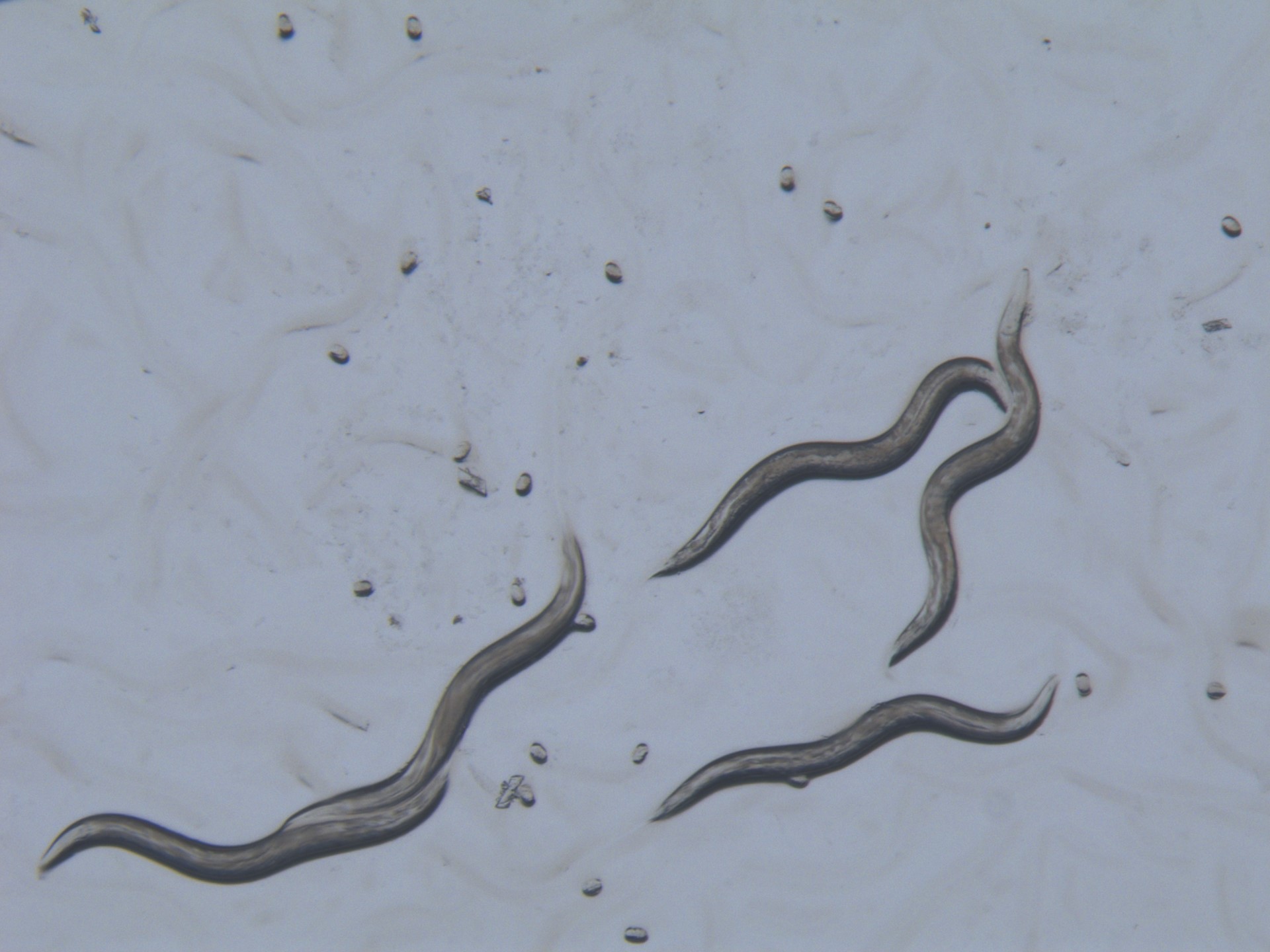 Welcome to Boyce Thompson Institute - Inspired by how plants work for ...