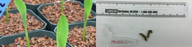 Beet Armyworm Invasion - Boyce Thompson Institute