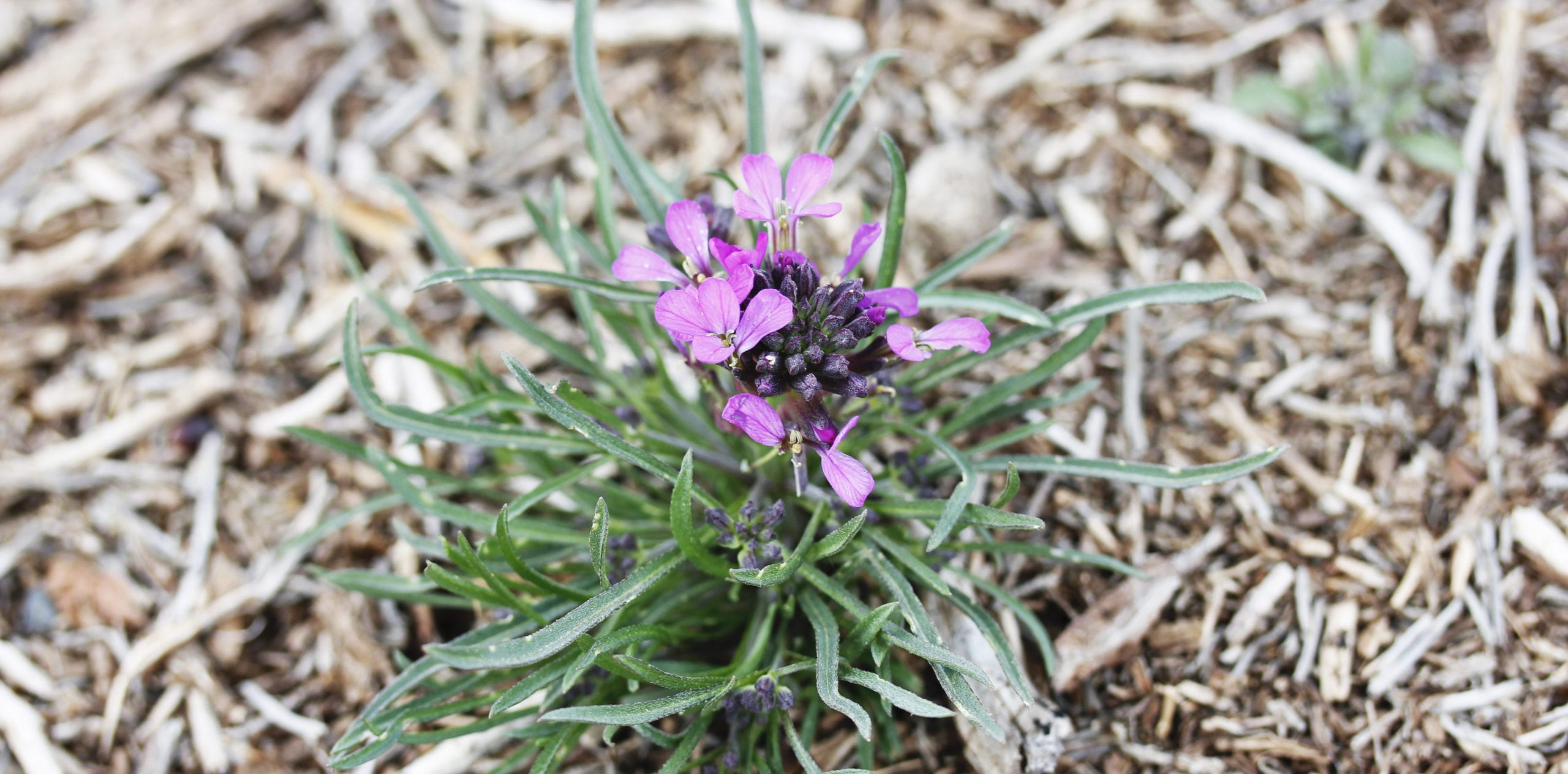 Welcome to Boyce Thompson Institute - Boyce Thompson Institute